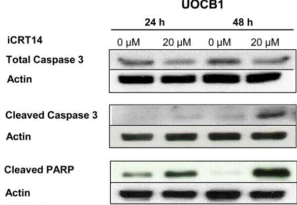 iCRT14 Wnt/beta-catenin inhibitor | Selleck Chemicals