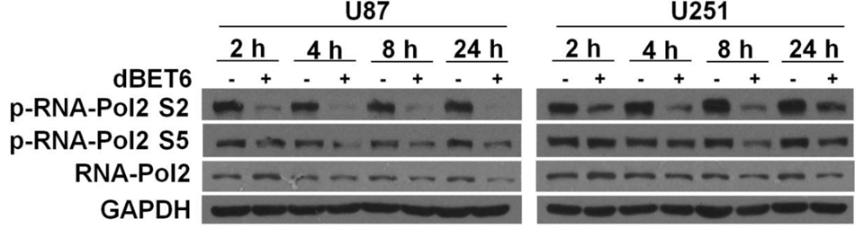 dBET6 BET PROTAC Degrader | Selleck Chemicals