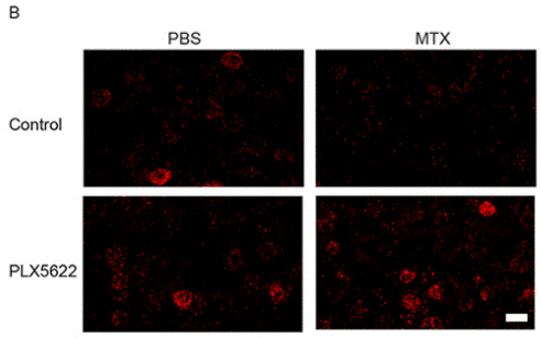 PLX5622 | CSF-1R inhibitor | Mechanism | Concentration