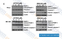 AT7519 HCl | ≥99%(HPLC) | Selleck | CDK inhibitor QCFile