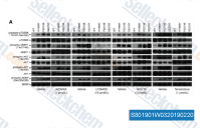 Capivasertib (AZD5363) | Akt inhibitor | Read Reviews & Product Use ...