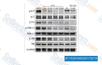C646 | Histone Acetyltransferase inhibitor | Read Reviews & Product Use ...