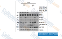 GDC-0879 | Raf inhibitor | Read Reviews & Product Use Citations