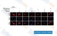 GW4064 | FXR agonist | Read Reviews & Product Use Citations