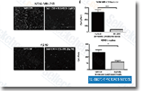 ICG-001 | Wnt/beta-catenin inhibitor | Read Reviews & Product Use Citations