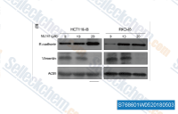 ML141 | ≥99%(HPLC) | Selleck | Rho inhibitor