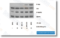PI-103 | PI3K inhibitor | Read Reviews & Product Use Citations