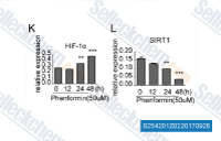 Phenformin HCl | ≥99%(HPLC) | Selleck | AMPK activator