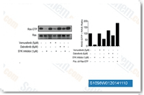 R406 | Syk inhibitor | Read Reviews & Product Use Citations