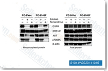 Temsirolimus (CCI-779, NSC 683864) | Licensed by Pfizer | mTOR inhibitor