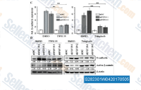 Tideglusib | ≥99%(HPLC) | Selleck | GSK-3 inhibitor