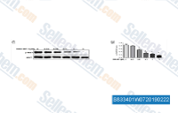 XMU-MP-1 | ≥99%(HPLC) | Selleck | Hippo pathway inhibitor
