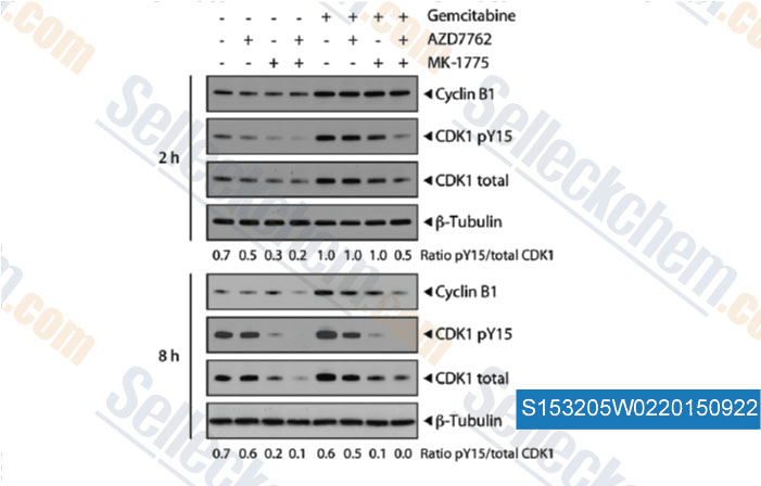 AZD7762 | Chk inhibitor | Read Reviews & Product Use Citations