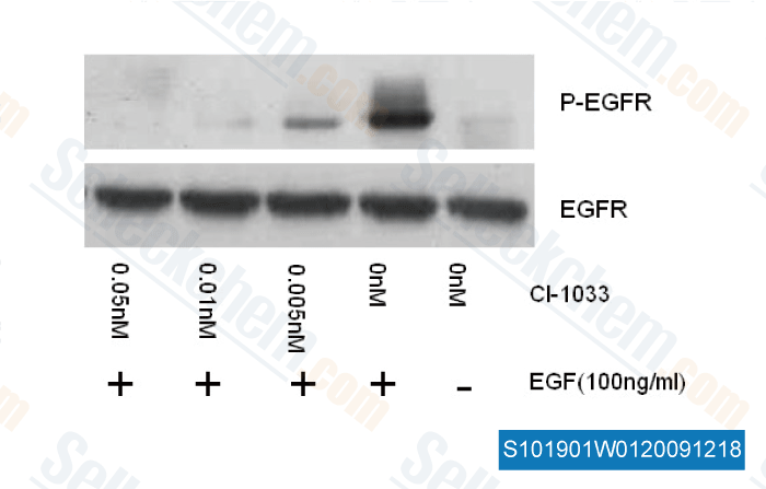 Canertinib (CI-1033) | EGFR inhibitor | Read Reviews & Product Use ...