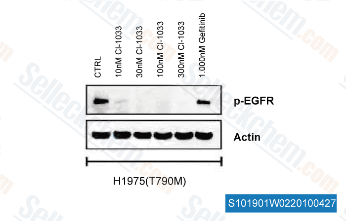 Canertinib (CI-1033) | EGFR inhibitor | Read Reviews & Product Use ...