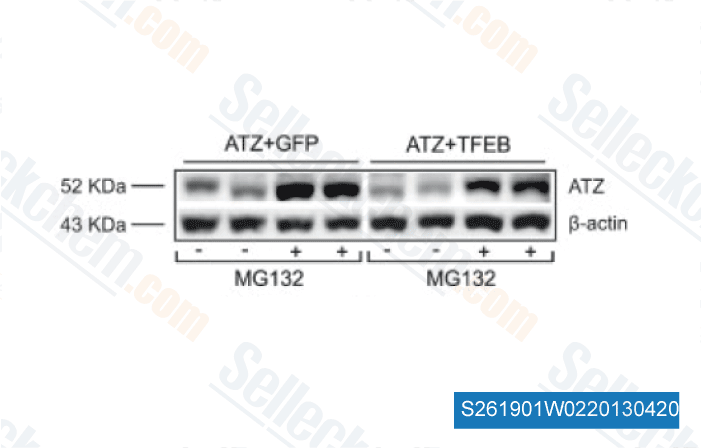 MG-132 | Proteasome inhibitor | Read Reviews & Product Use Citations