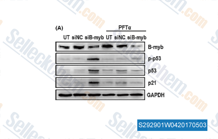 p53 Inhibition | p53 Apoptosis | p53 Inhibitor Review