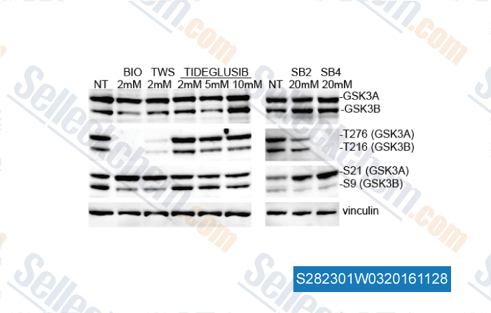 Tideglusib | ≥99%(HPLC) | Selleck | GSK-3 inhibitor